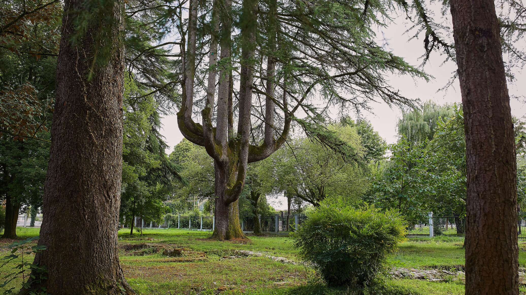 Достопримечательности Грузии: Зугдидский ботанический сад – фото - 11. ...