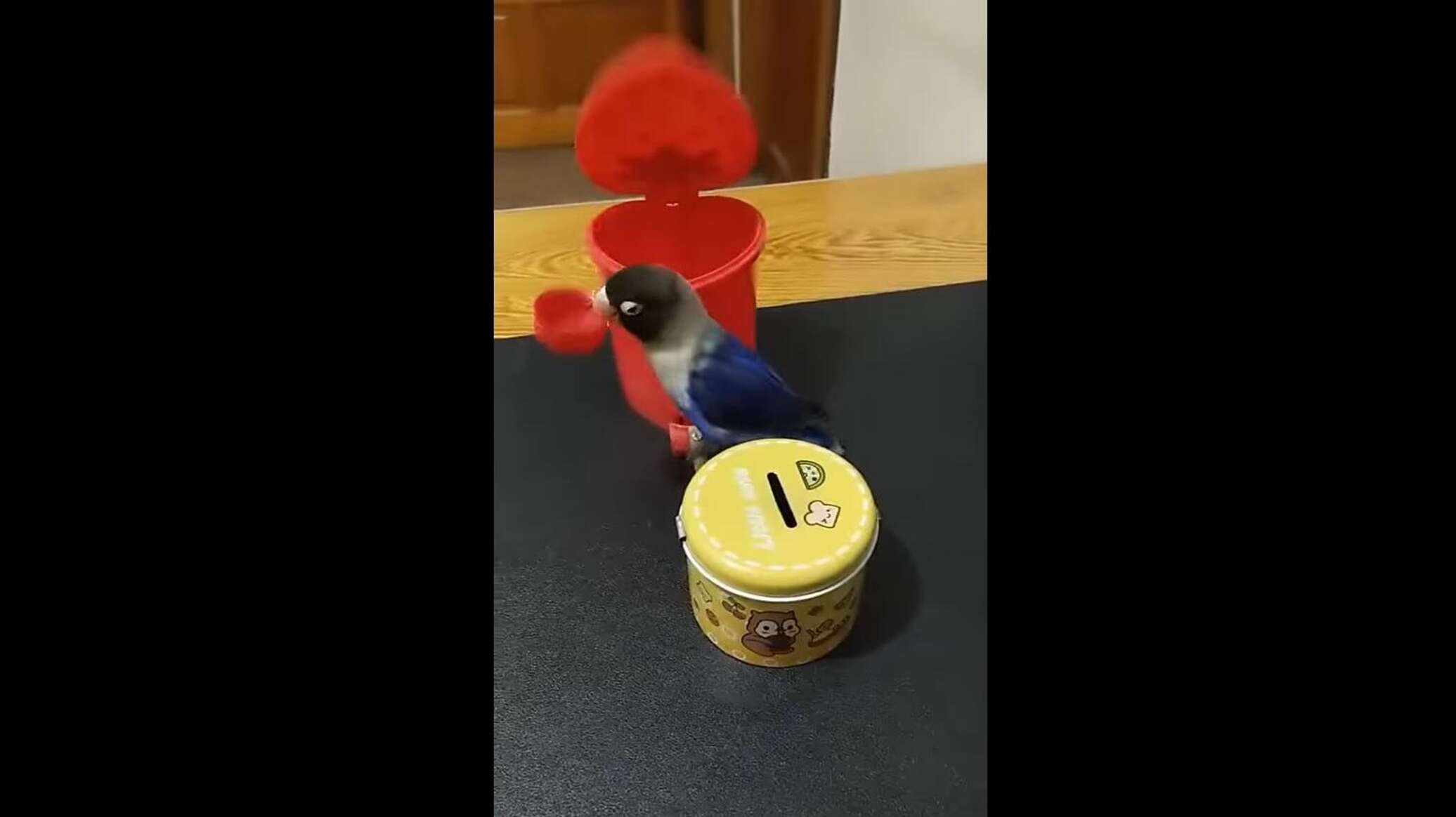 თუთიყუში ნაგავს ნაგვის ყუთში ყრის, ხურდებს ყულაბაში