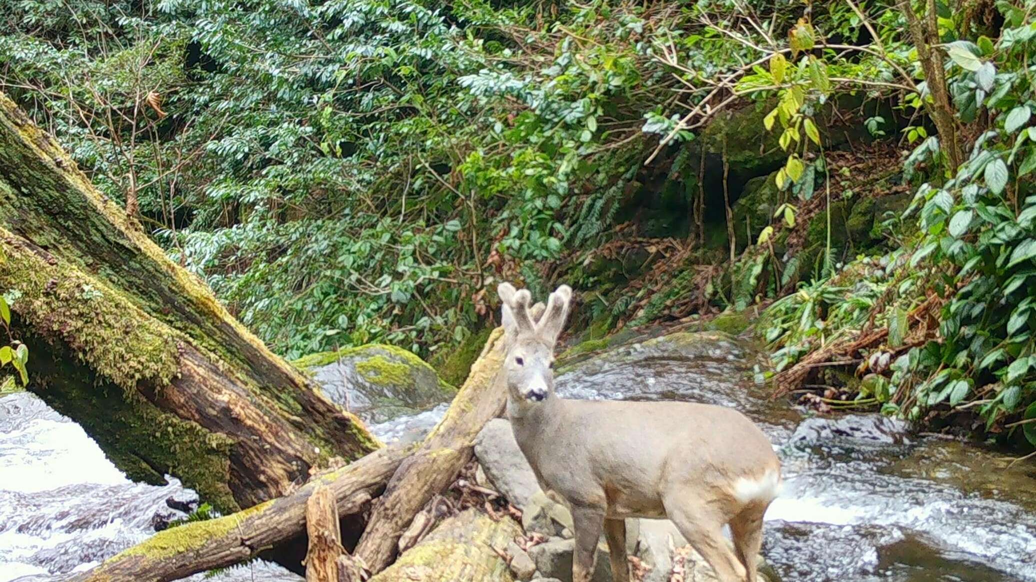 შველი ხავერდოვანი რქებით
