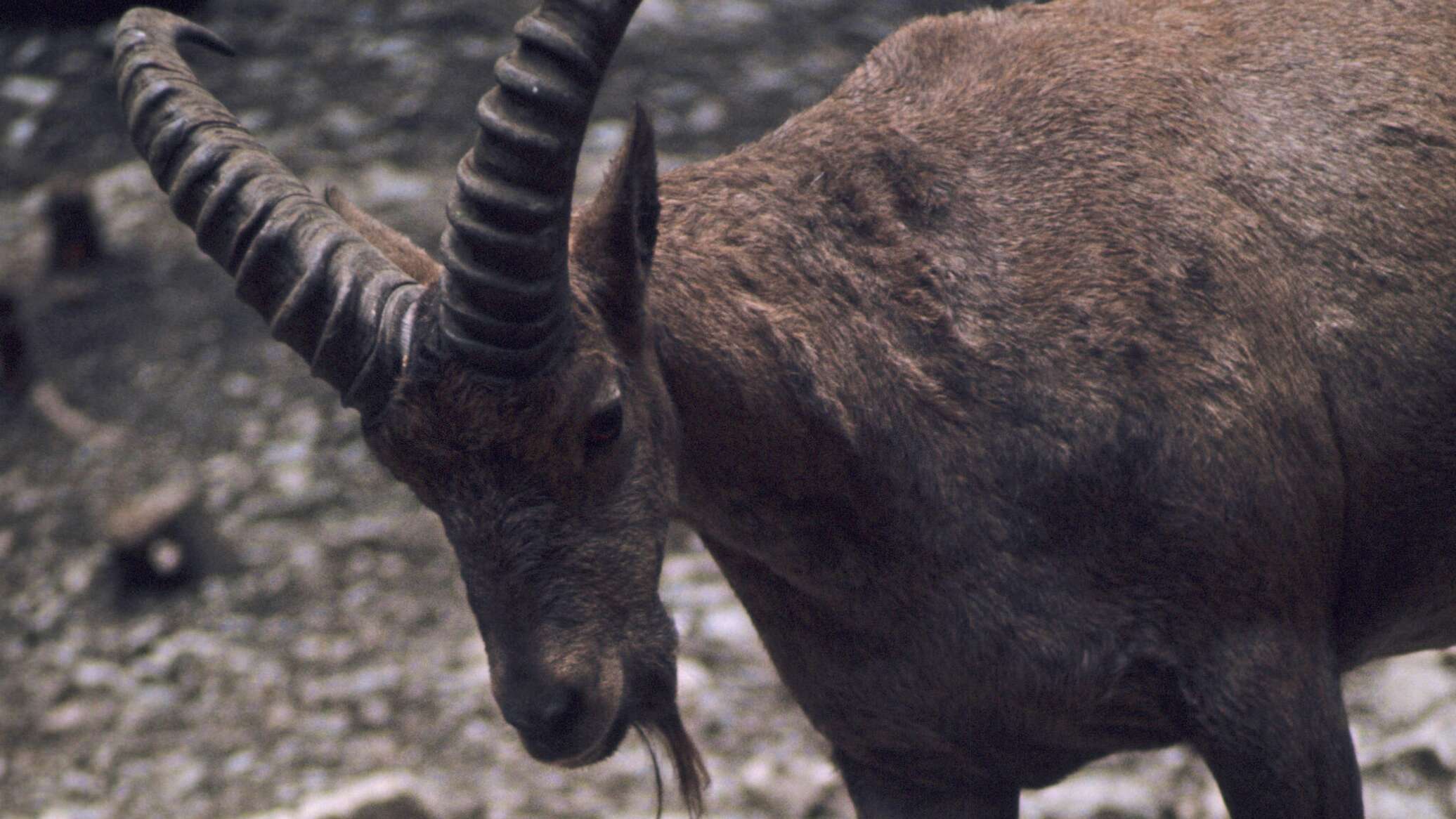 საქართველოში რეინჯერებმა ნიამორი გადაარჩინეს - ვიდეო