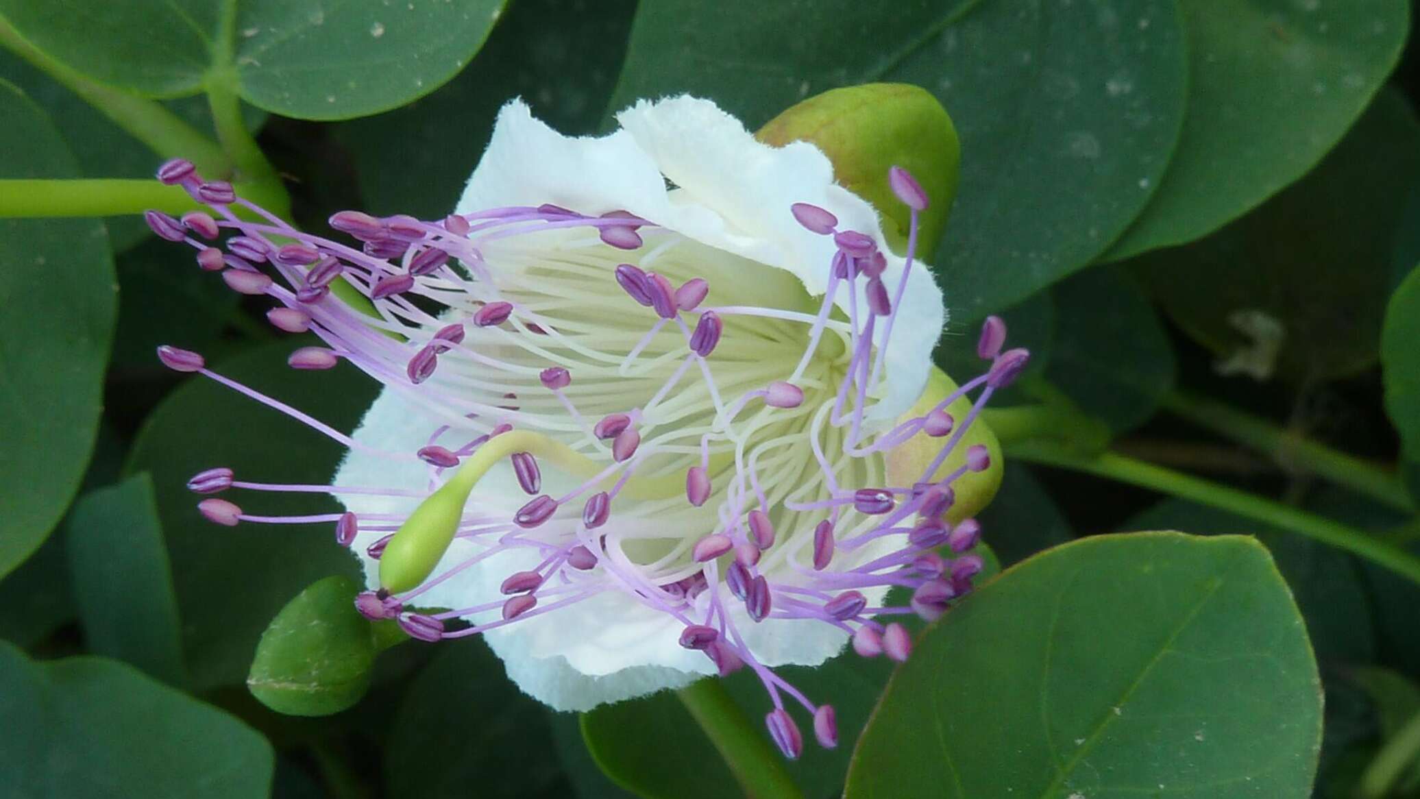 შველის ათეროსკლეროზს: კაპარის სარგებელი და ზიანი - 24.02.2023-ს ...