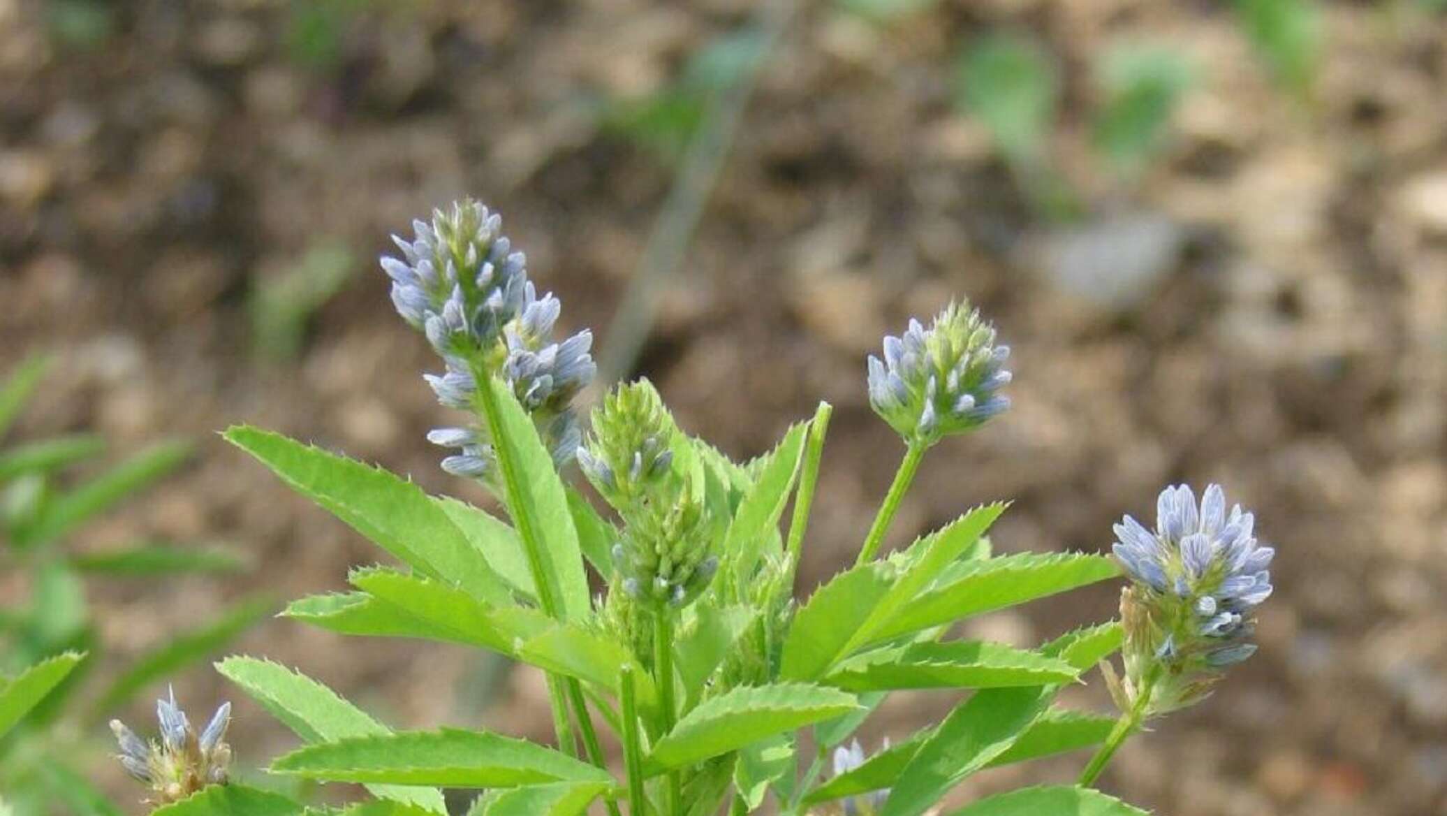 1 ივნისს დაბადებულები – ზოდიაქო, დახასიათება, რჩევები - 01.06.2023-ს ...