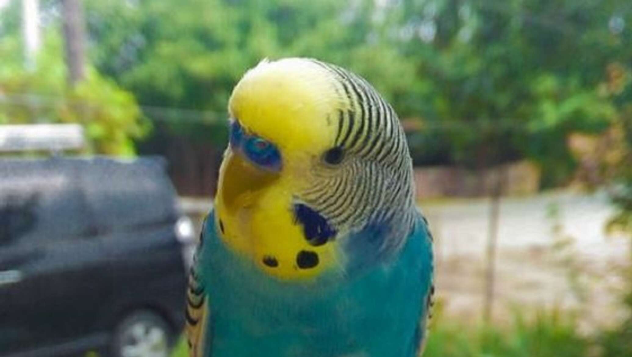 თუთიყუში პატრონს არ აძინებს - სახალისო ვიდეო