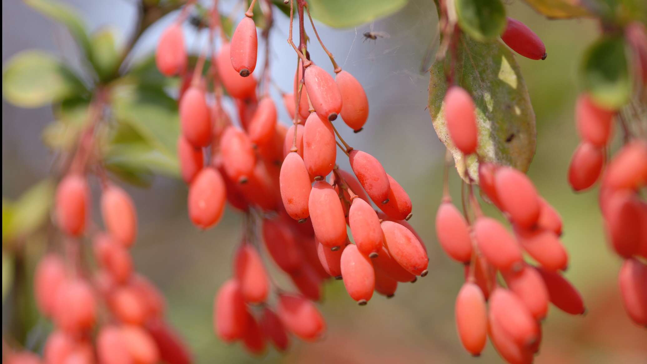 კოწახური - სასარგებლო თვისებები და უკუჩვენებები - 20.06.2023-ს, Sputnik ...