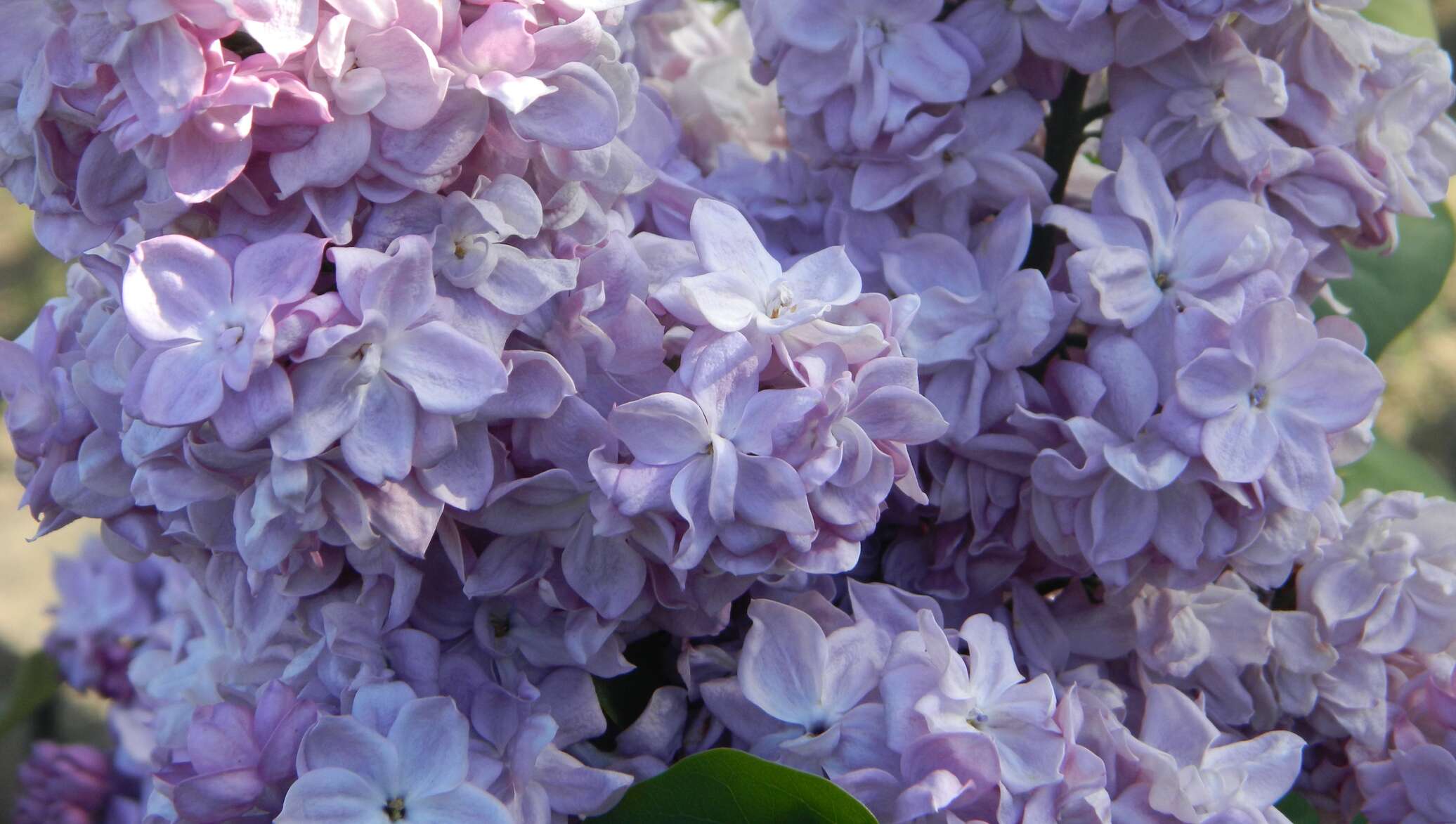 ჩქარა, თორემ იასამნის სურნელს დრო გაატანს გაზაფხულის ნიავს... - 30.04. ...