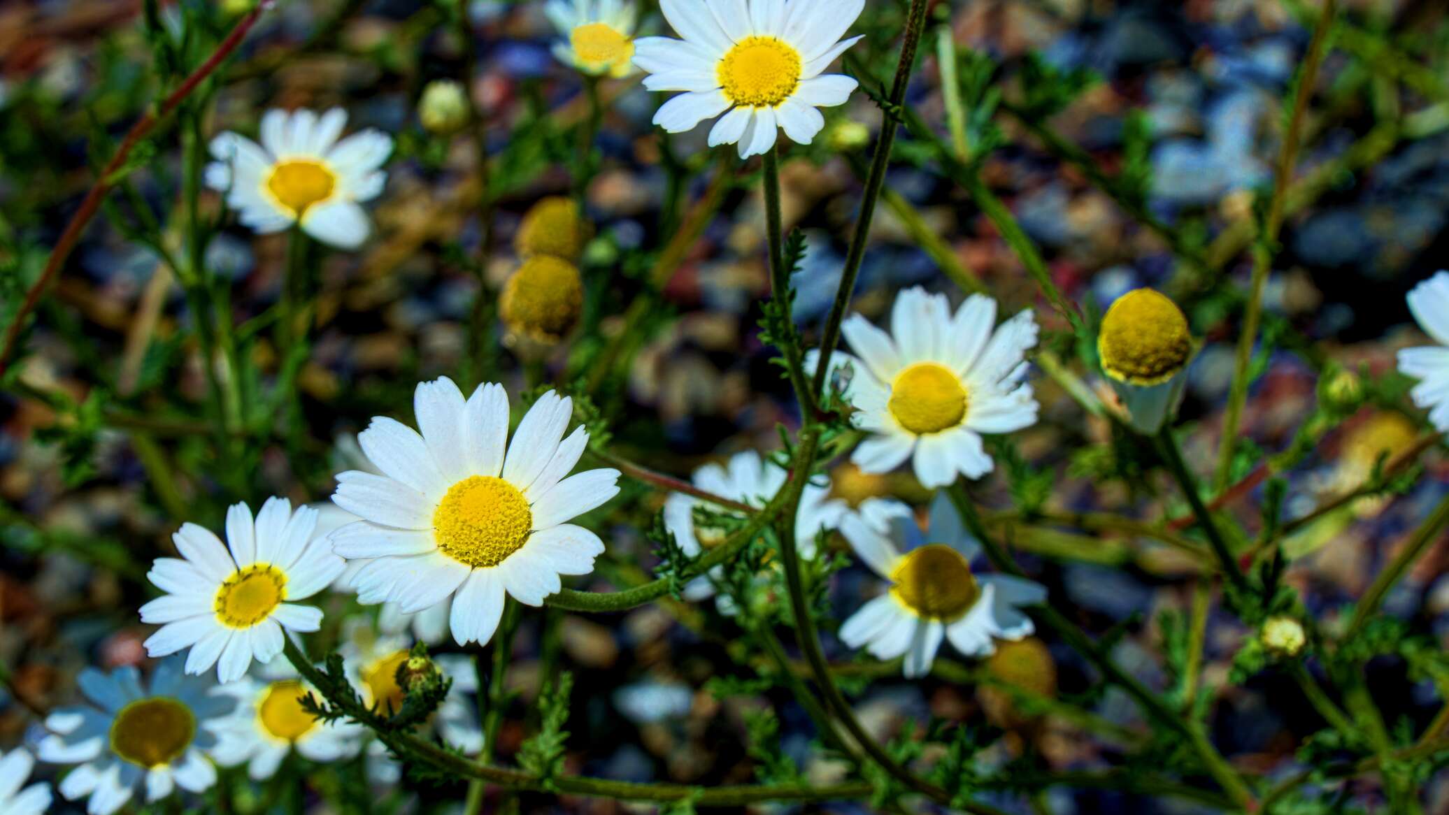 23 აპრილს დაბადებულები – ზოდიაქო, დახასიათება, რჩევები - 23.04.2020-ს ...