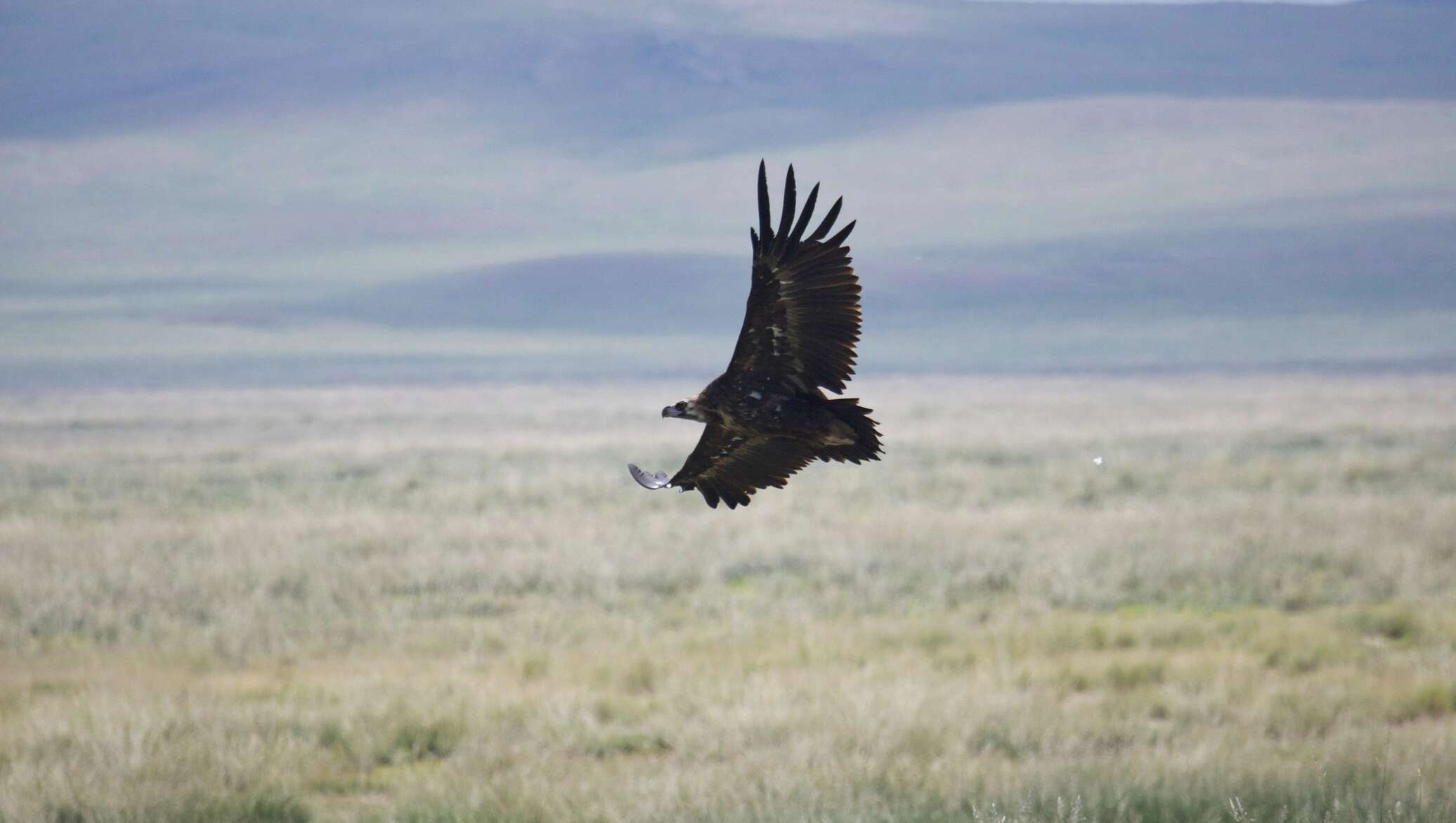 საქართველოში იშვიათი ფრინველი - შავი სვავი მოკლეს - 20.10.2017-ს ...