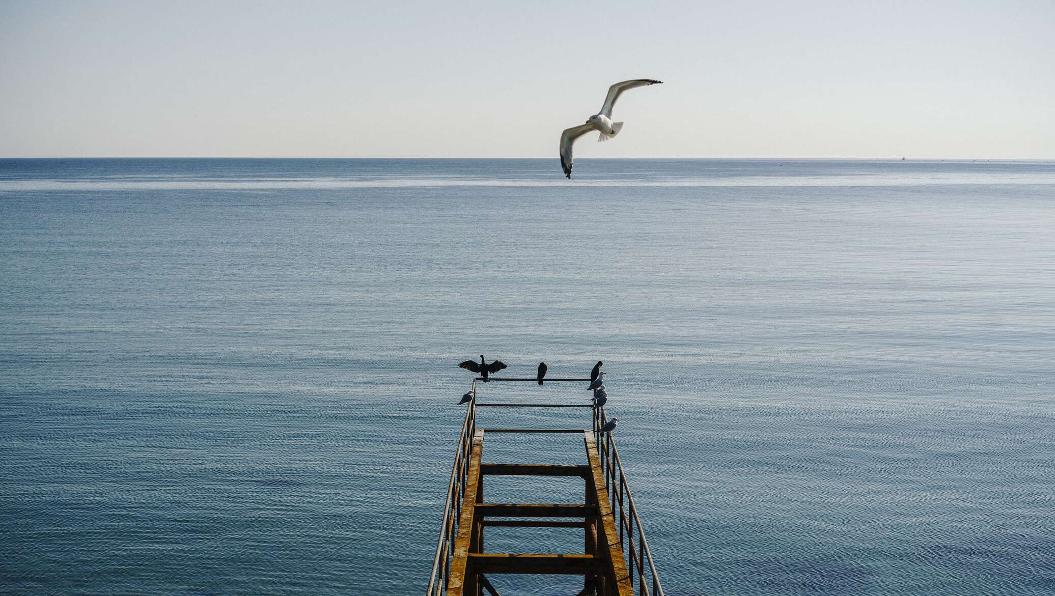 შავი ზღვის წითელი წიგნი - 31.10.2017-ს, Sputnik საქართველო