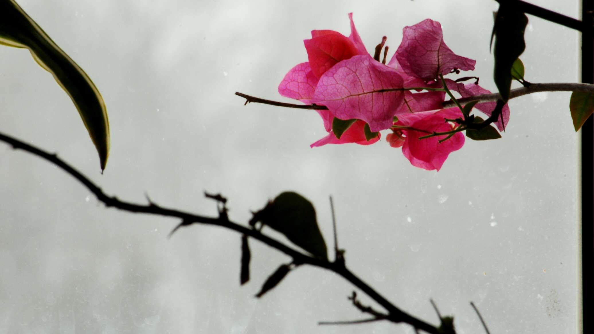 23 დეკემბერს დაბადებულები – ზოდიაქო, დახასიათება, რჩევები