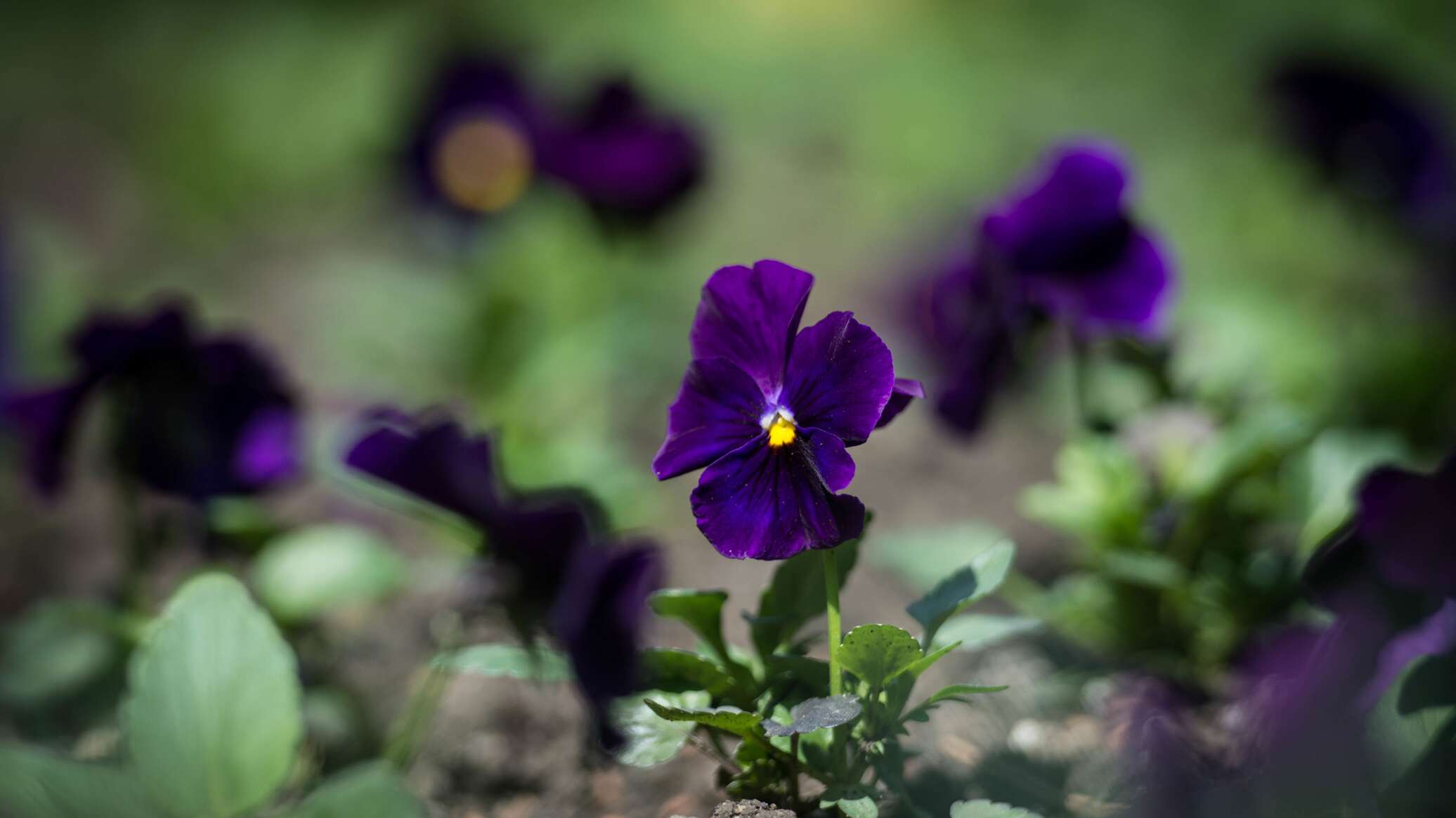 25 მარტს დაბადებულები – ზოდიაქო, დახასიათება, რჩევები - 25.03.2023-ს ...
