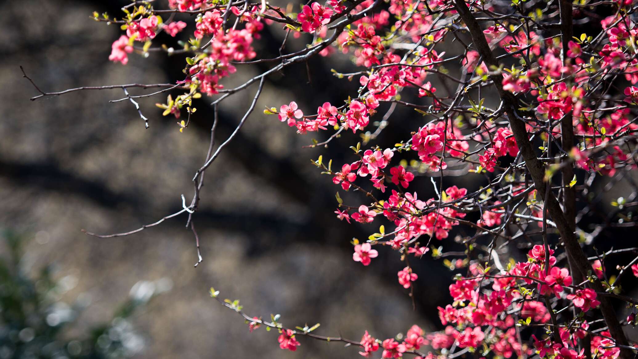 27 მარტს დაბადებულები – ზოდიაქო, დახასიათება, რჩევები - 27.03.2023-ს ...