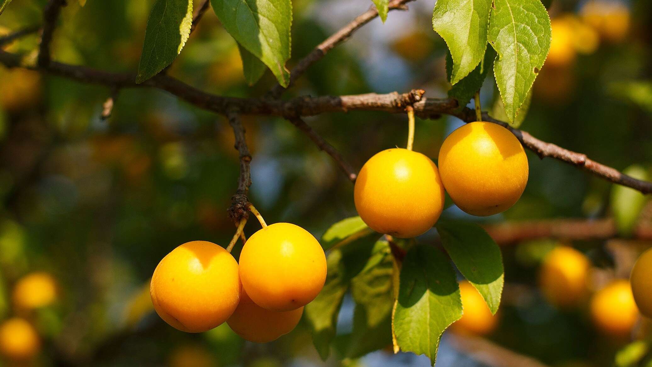 ტყემალი - ბუნების საგანძური ადამიანის ჯანმრთელობისთვის - 19.04.2023-ს ...