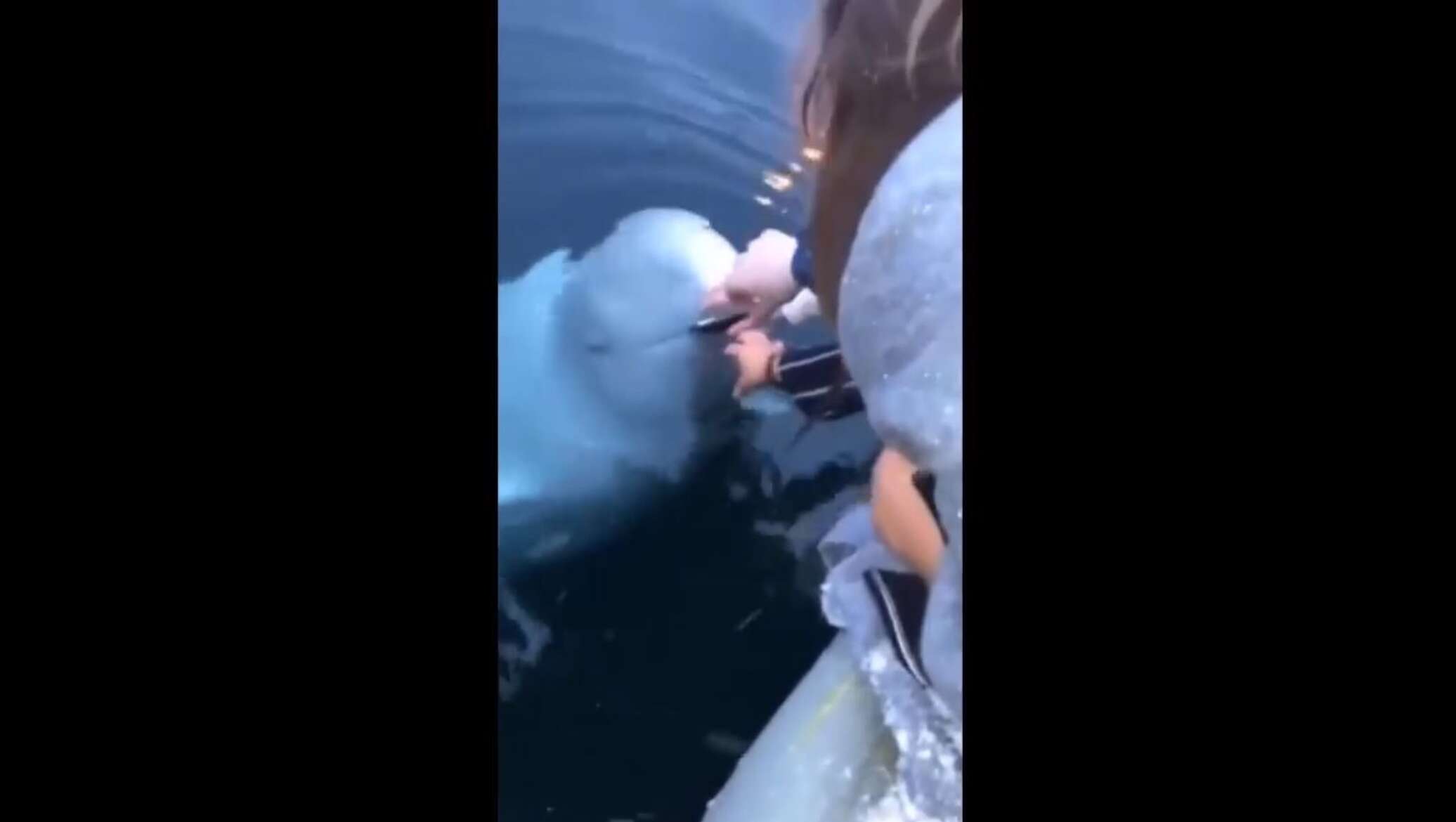 ვეშაპმა ტურისტს წყალში ჩავარდნილი ტელეფონი მიუტანა