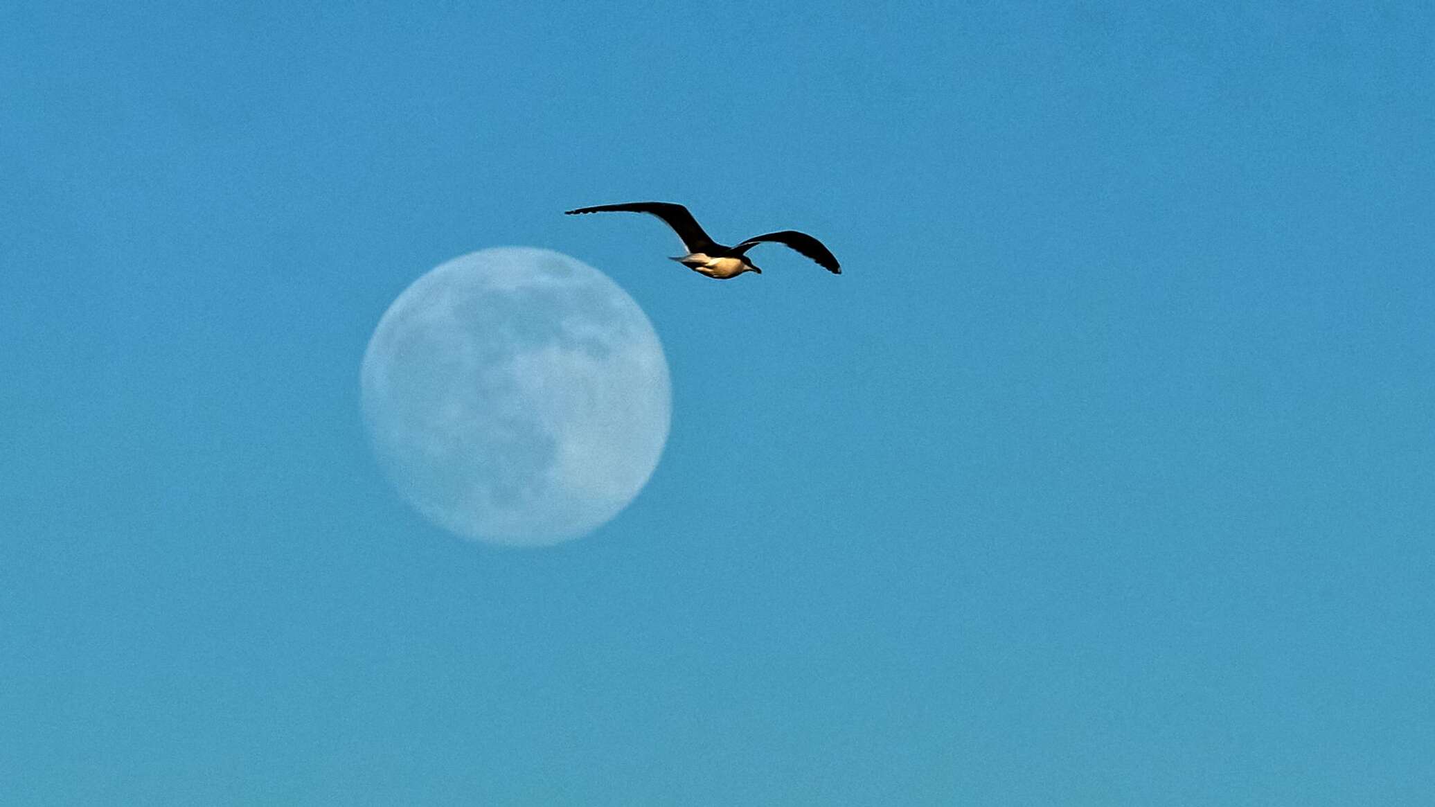 1-ელ დეკემბერს დაბადებულები – ზოდიაქო, დახასიათება, რჩევები - 01.12. ...