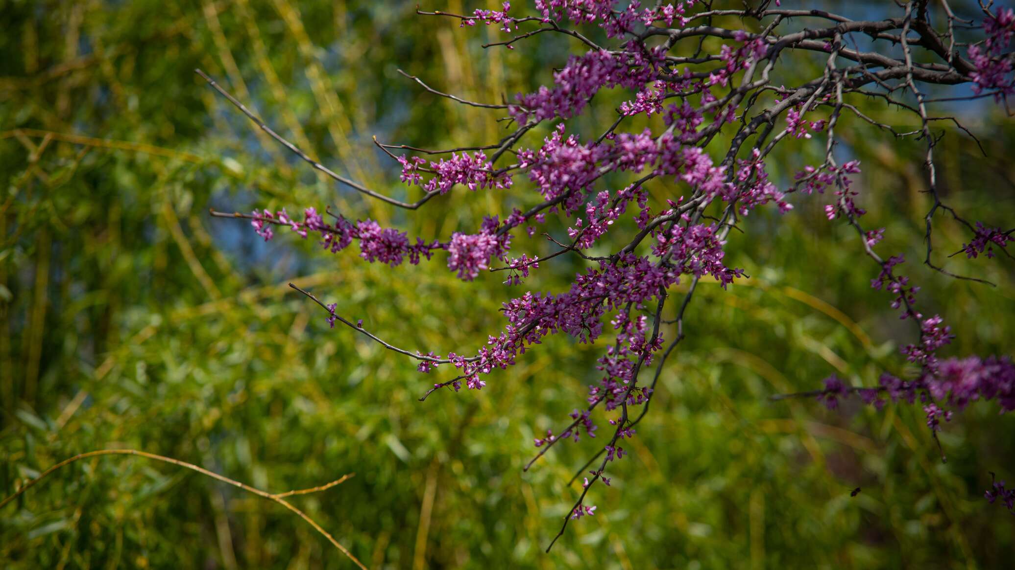 20 ივნისს დაბადებულები – ზოდიაქო, დახასიათება, რჩევები - 20.06.2023-ს ...