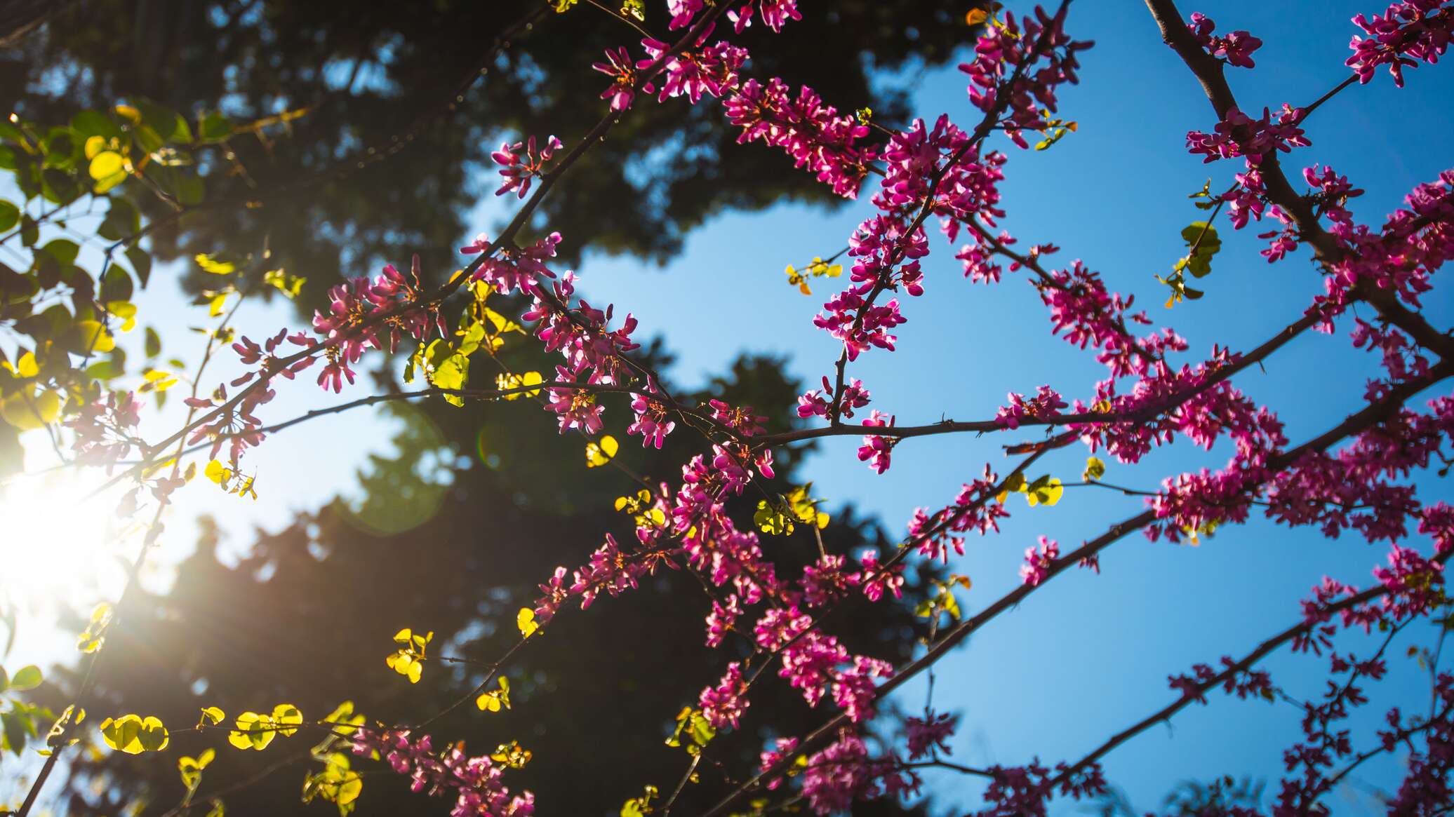 4 აპრილს დაბადებულები – ზოდიაქო, დახასიათება, რჩევები - 04.04.2023-ს ...